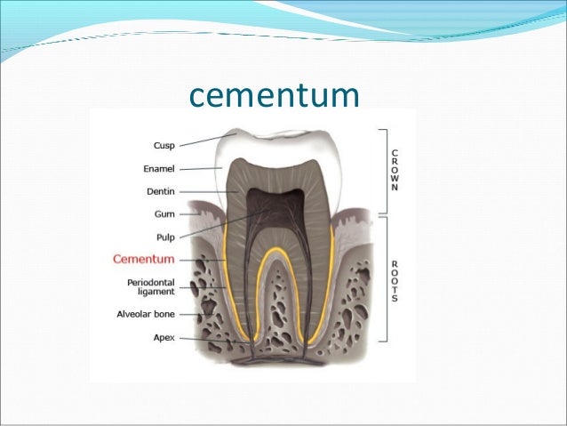 Cementum seminar
