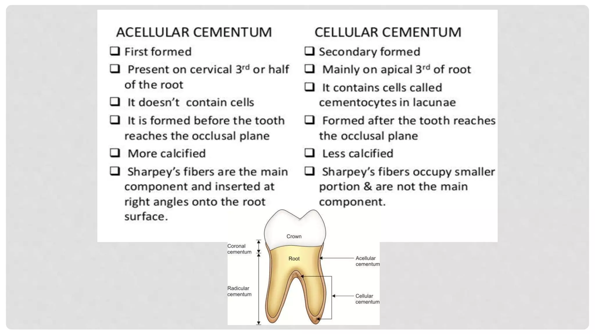 Cementum in Dentistry | PPTX