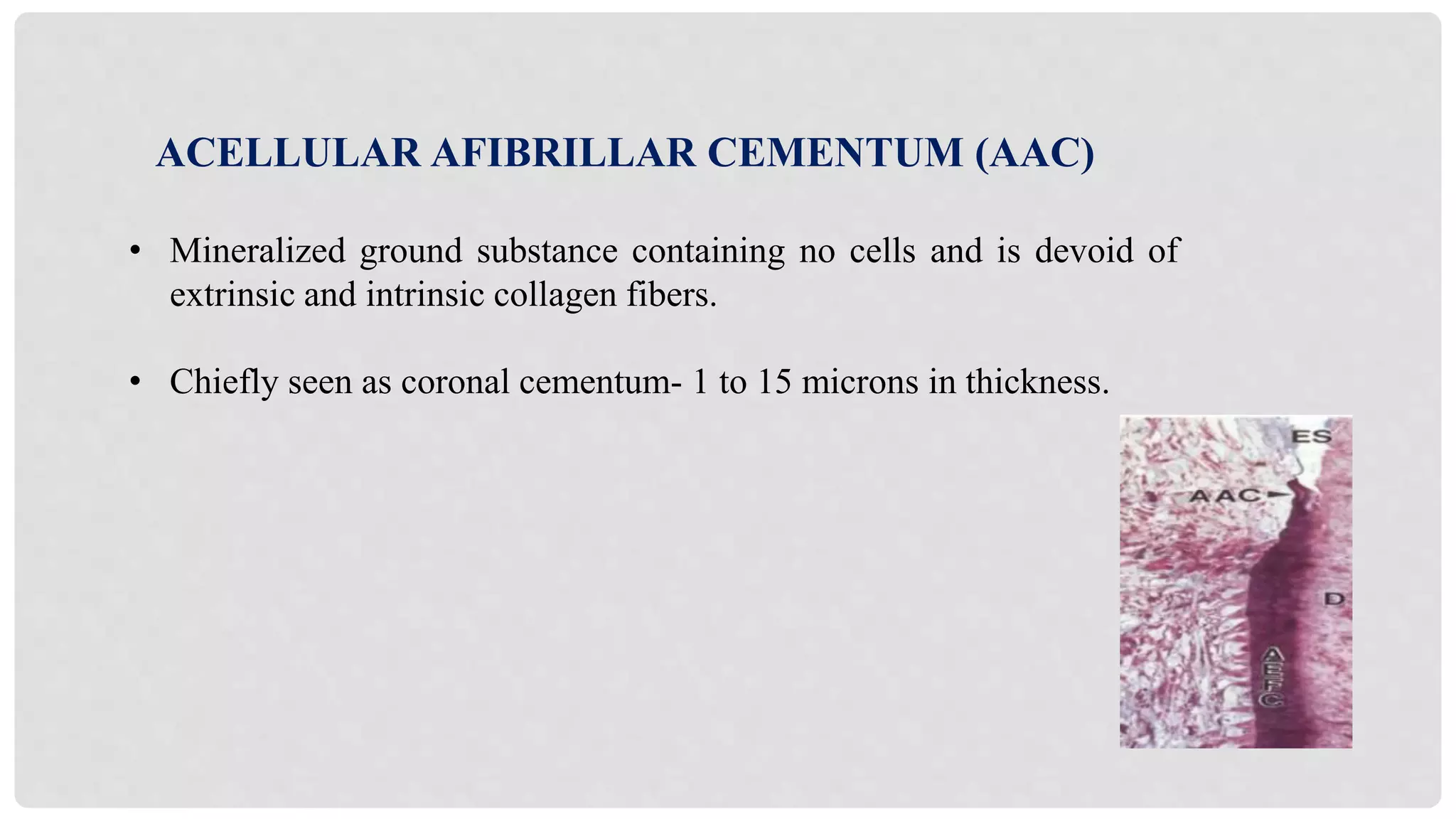 Cementum in Dentistry | PPTX