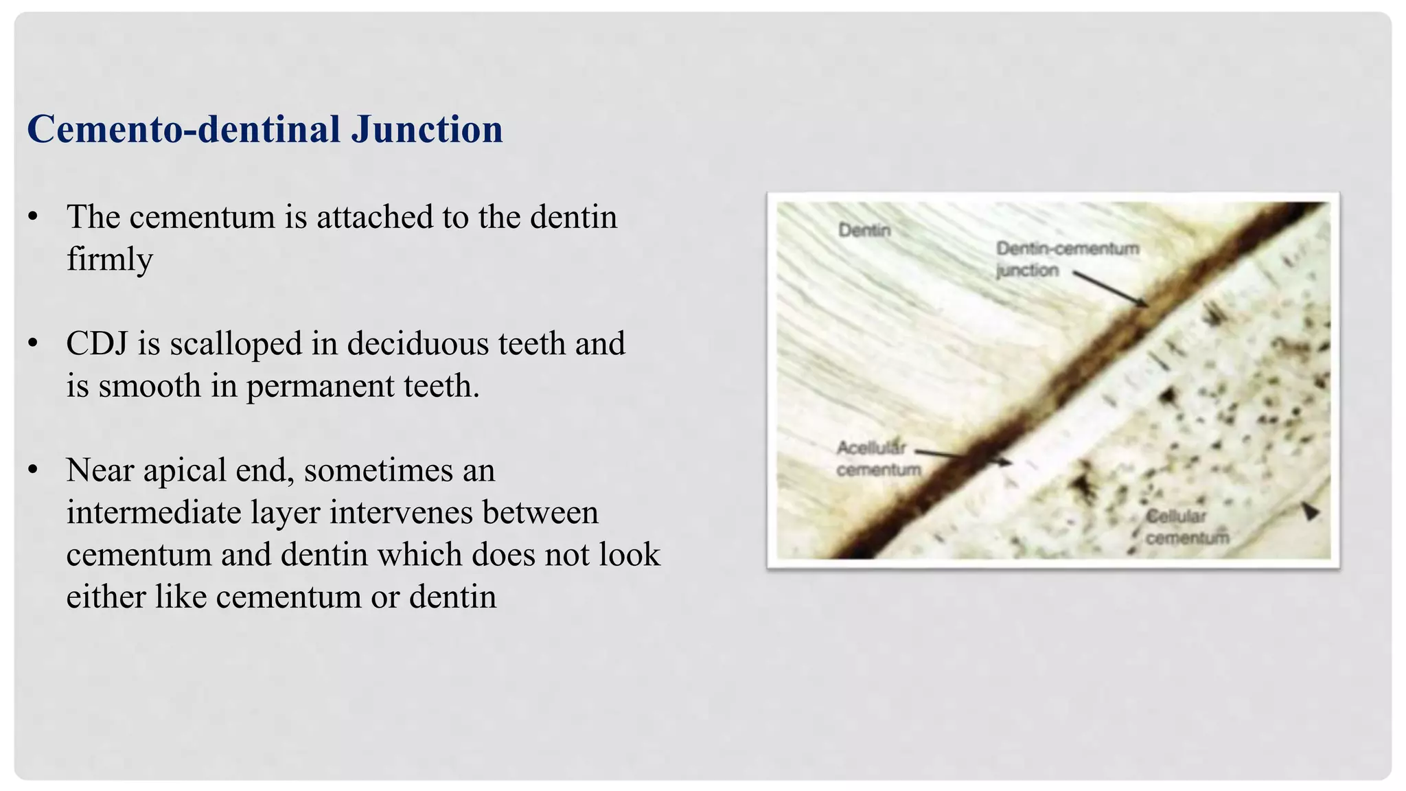 Cementum in Dentistry | PPTX