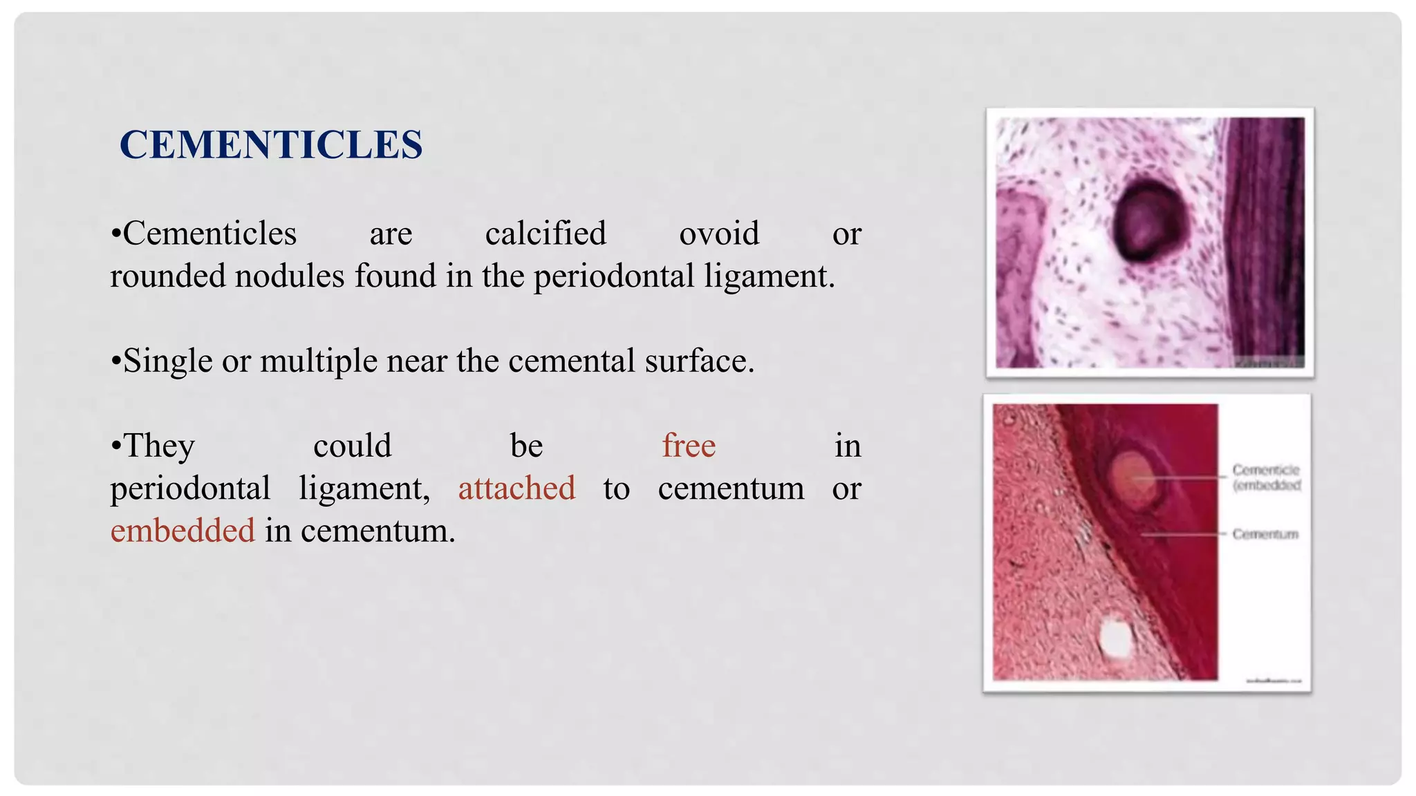 Cementum in Dentistry | PPTX