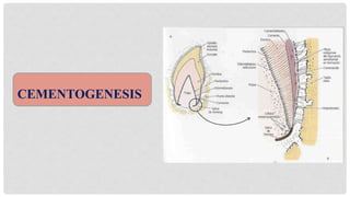 Cementum in Dentistry | PPTX