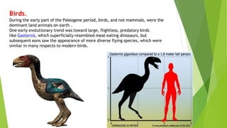cenozoic era- eVERYTHING ABOUT THE TIME OF MAMMALS | PPTX