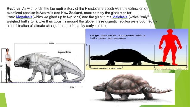cenozoic era- eVERYTHING ABOUT THE TIME OF MAMMALS | PPTX