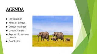 CENSUS power point presentation of wild l | PPTX