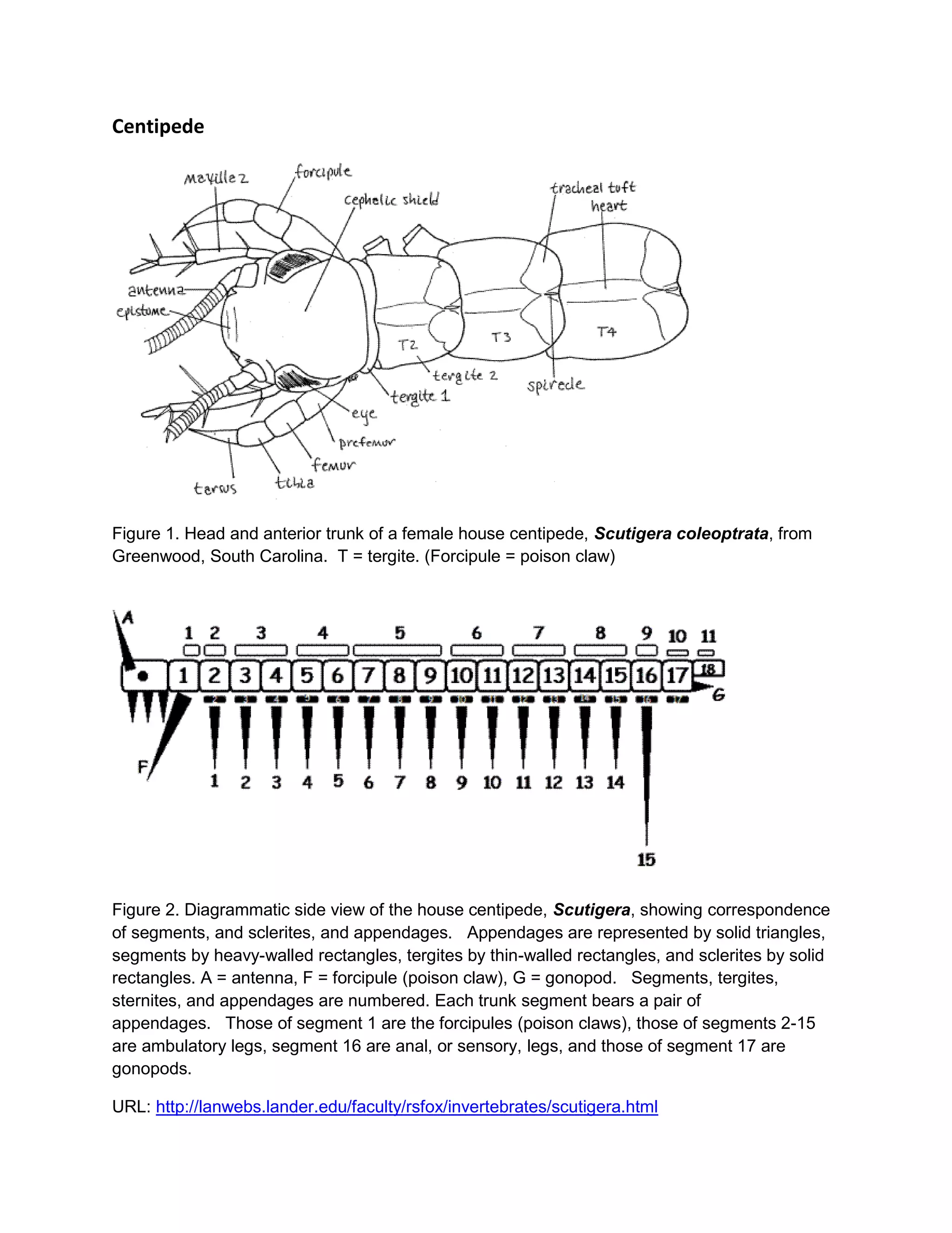 Centipede forcipules aka poison claws | PDF