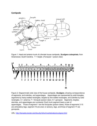 Centipede forcipules aka poison claws | PDF