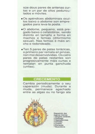 Centola | PDF