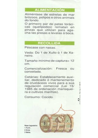 Centola | PDF