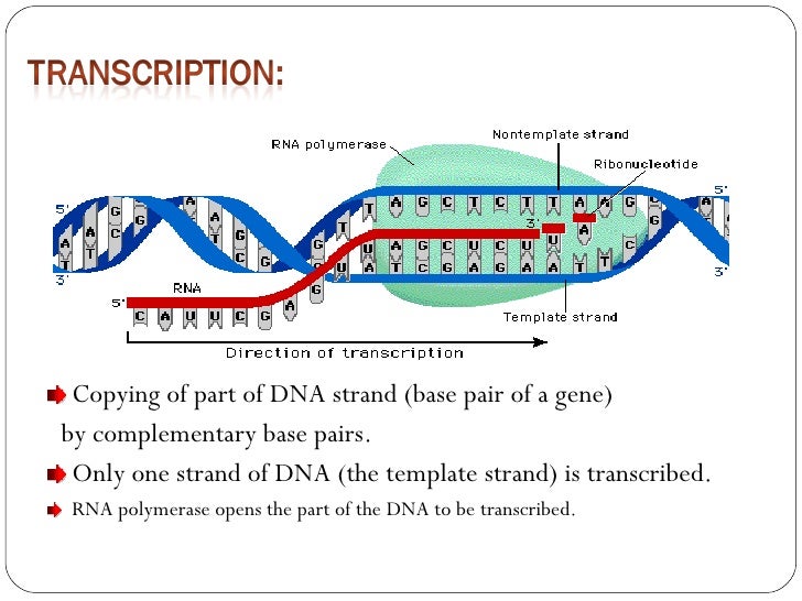 Ppt - The Central Dogma Of Molecular Biology Powerpoint Presentation 077
