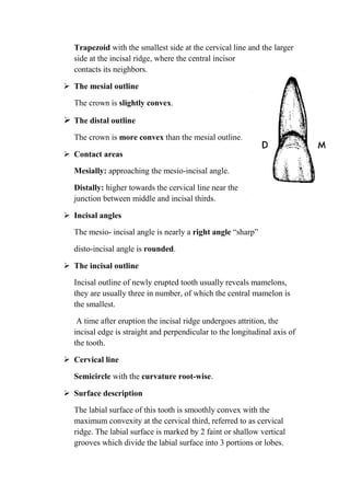 Central | PDF | Dental Health | Diseases and Conditions