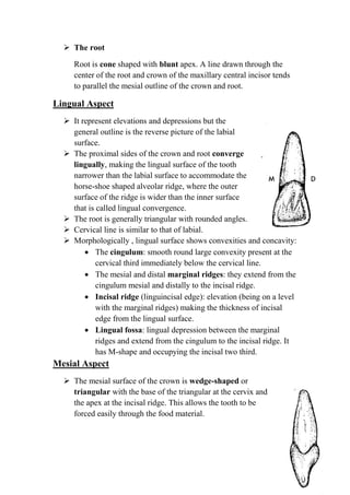 Central | PDF | Dental Health | Diseases and Conditions