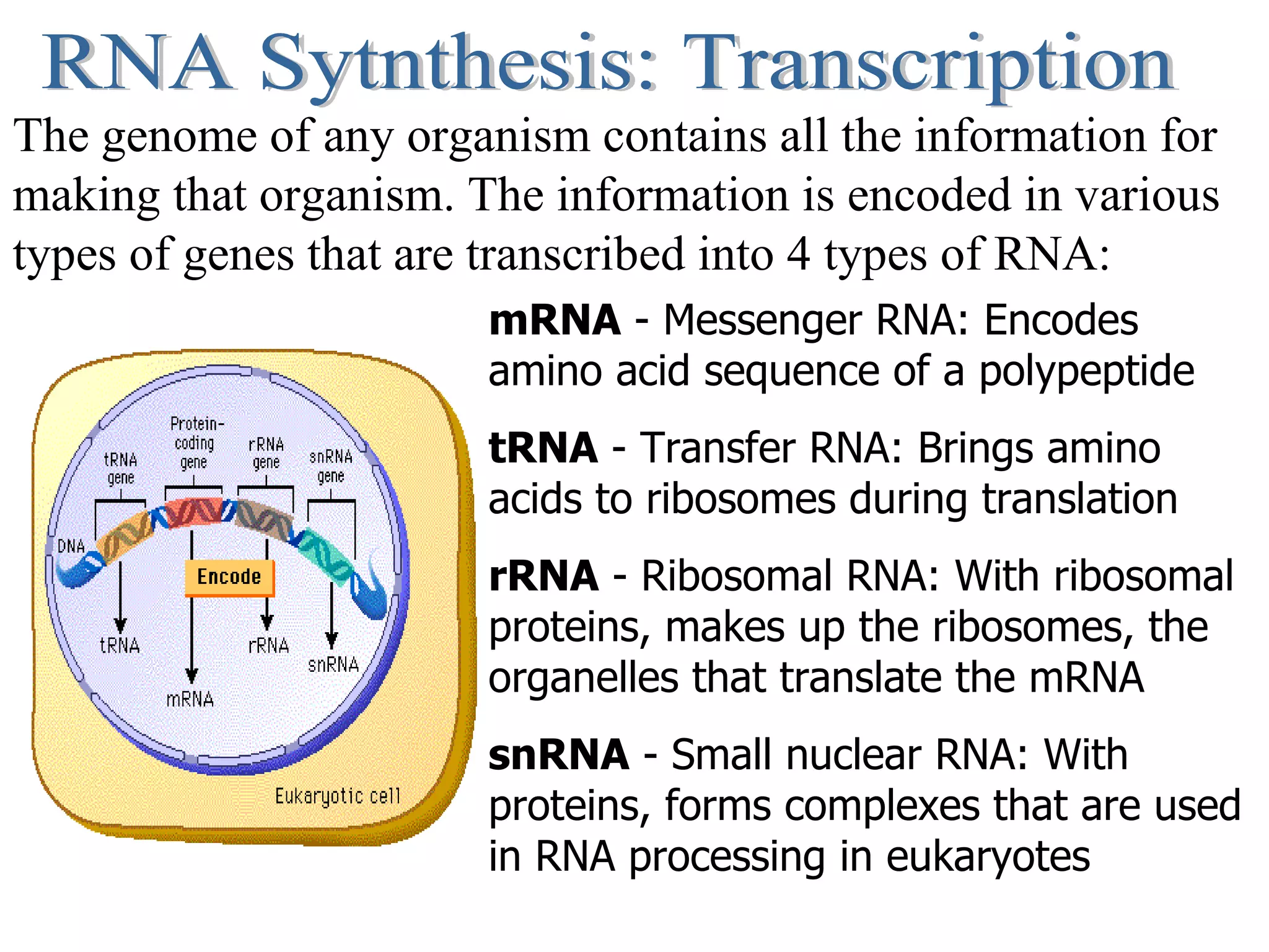 Central Dogma and Protein Synthesis | PPT