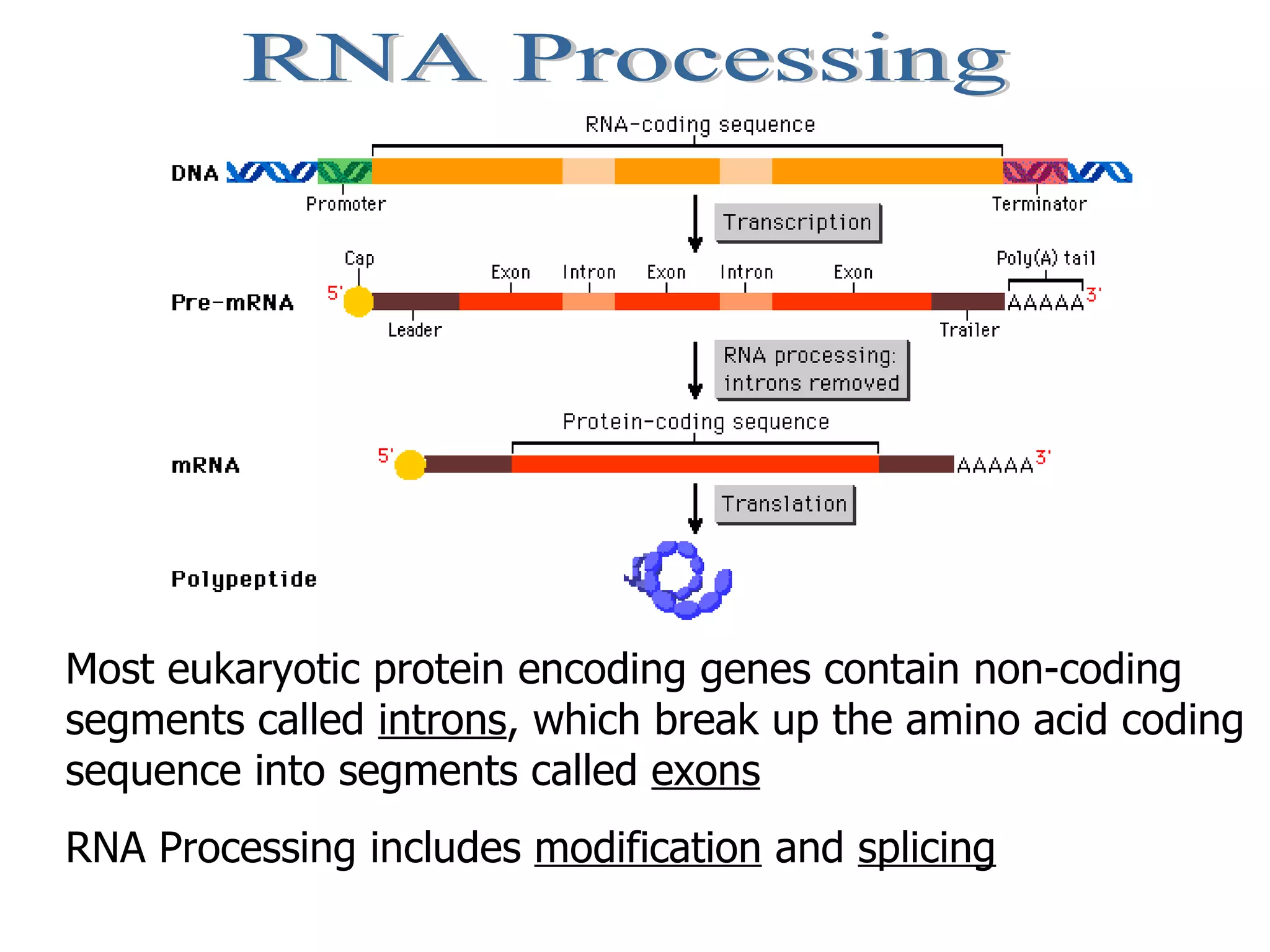 Central Dogma and Protein Synthesis | PPT