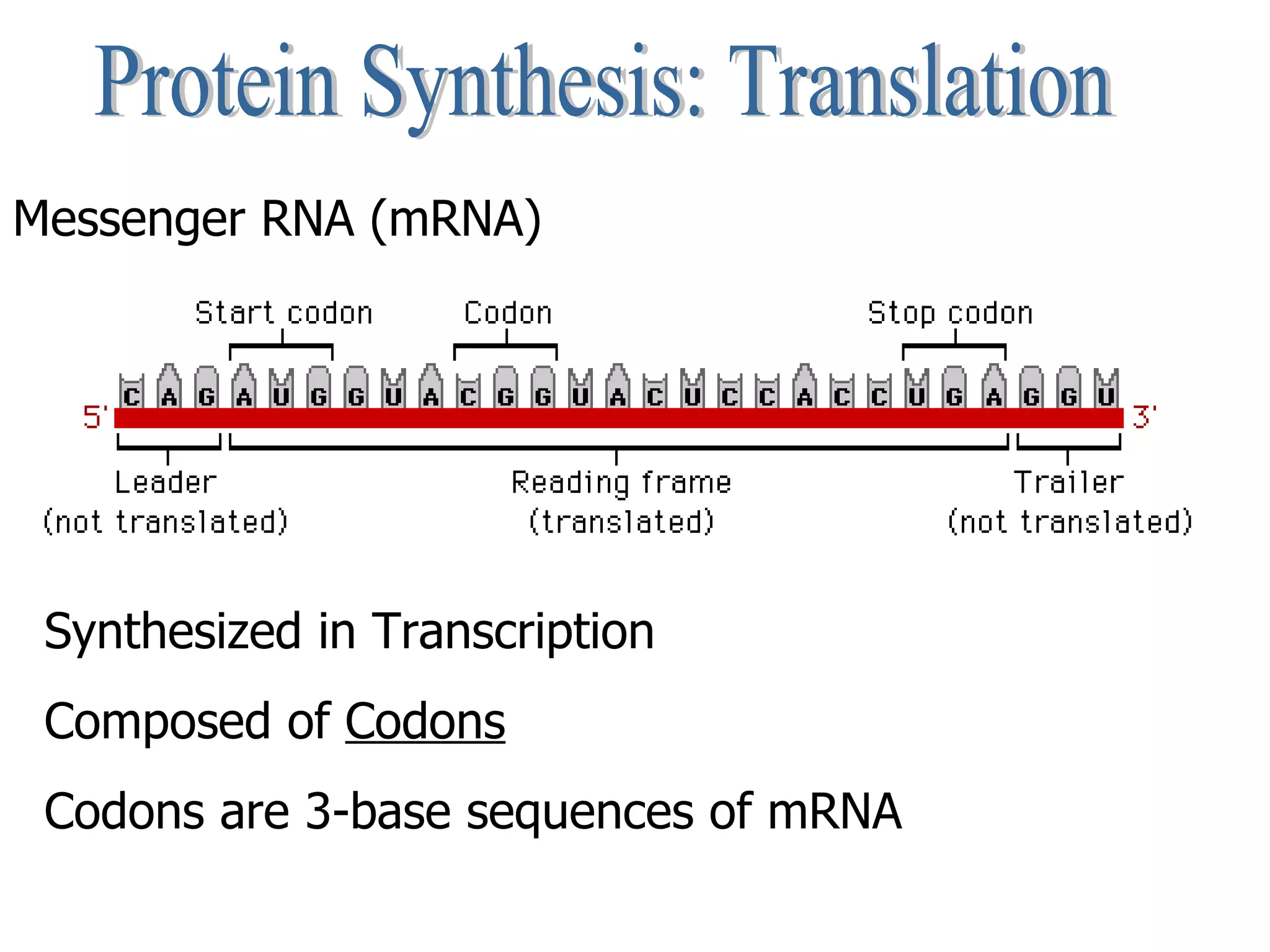 Central Dogma and Protein Synthesis | PPT