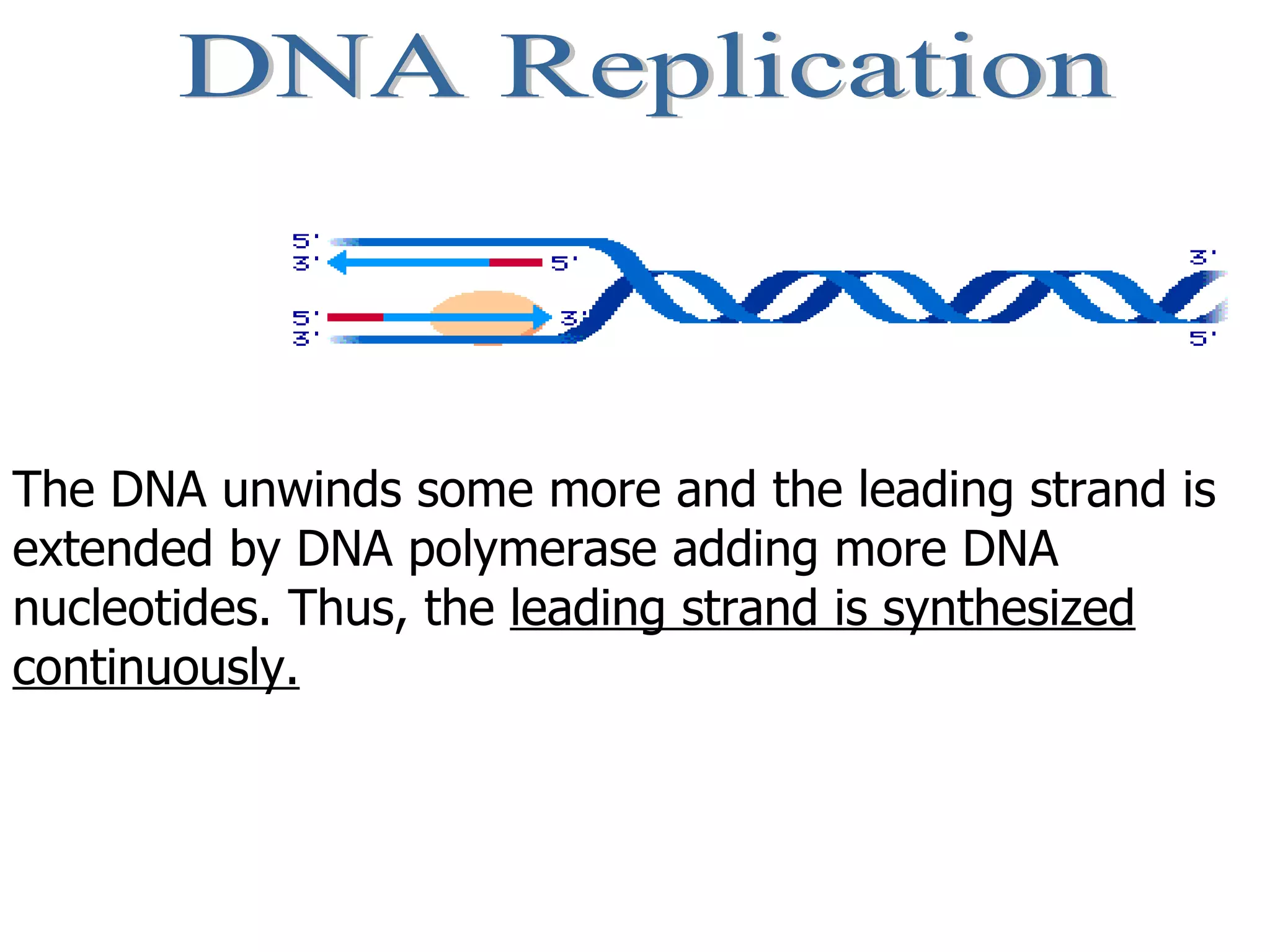 Central Dogma and Protein Synthesis | PPT
