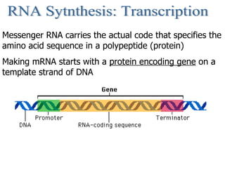Central Dogma and Protein Synthesis | PPT