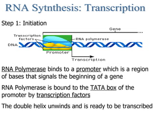 Central Dogma and Protein Synthesis | PPT