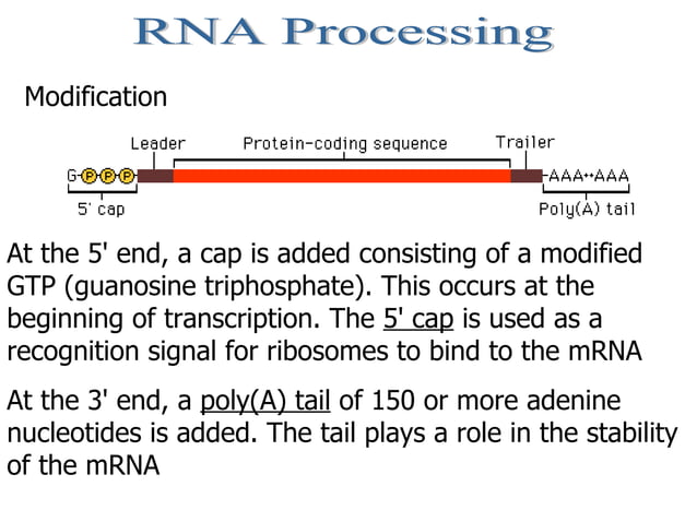 Central Dogma and Protein Synthesis | PPT | Programming Languages ...