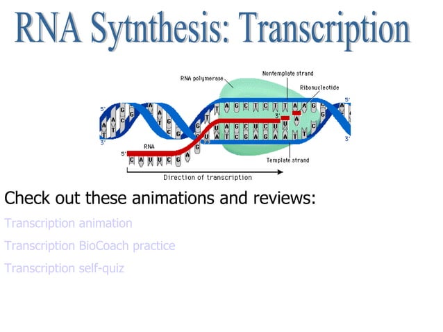Central Dogma and Protein Synthesis | PPT | Programming Languages ...