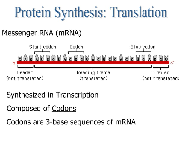 Central Dogma and Protein Synthesis | PPT | Programming Languages ...