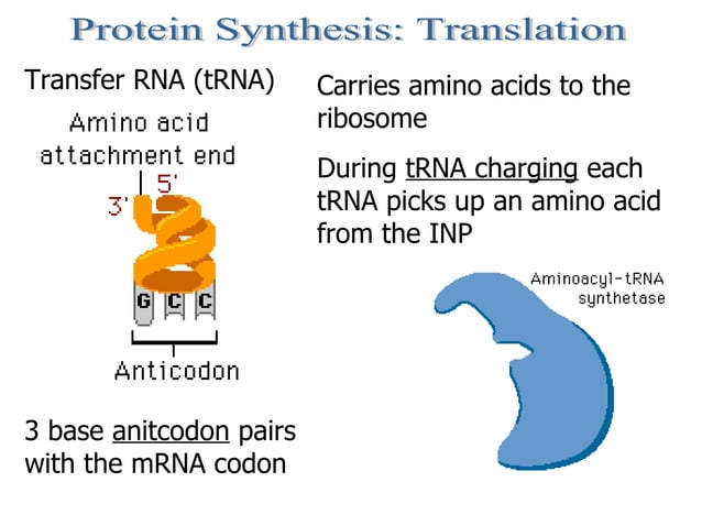 Central Dogma and Protein Synthesis | PPT