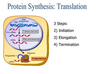 Central Dogma and Protein Synthesis | PPT
