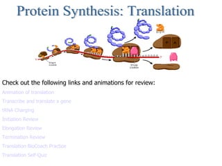 Central Dogma and Protein Synthesis | PPT