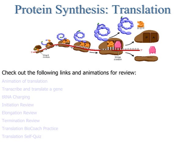Central Dogma and Protein Synthesis | PPT | Programming Languages ...