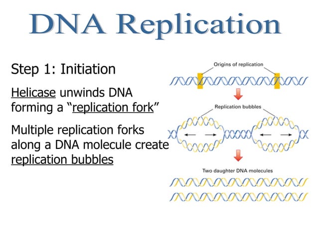 Central Dogma and Protein Synthesis | PPT | Programming Languages ...