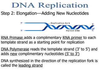 Central Dogma and Protein Synthesis | PPT