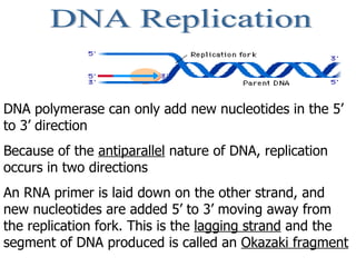 Central Dogma and Protein Synthesis | PPT
