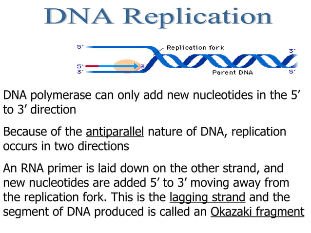 Central Dogma and Protein Synthesis | PPT | Programming Languages ...
