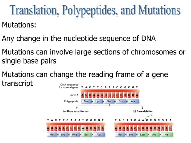 Central Dogma and Protein Synthesis