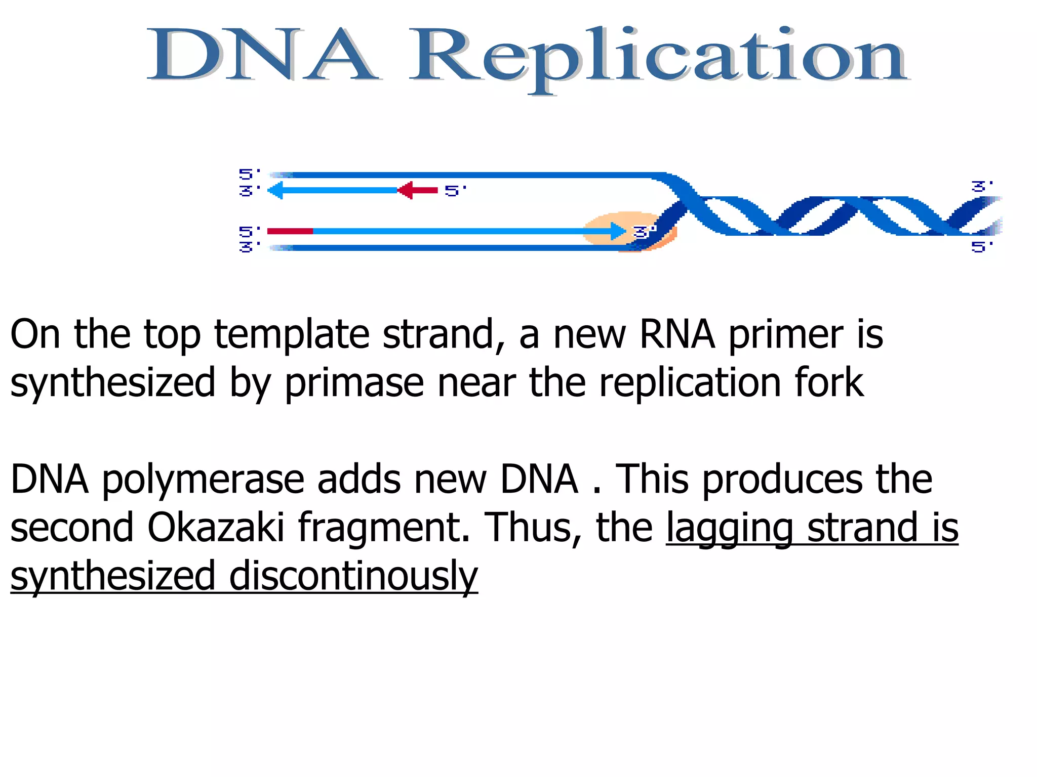 Central Dogma and Protein Synthesis | PPT | Programming Languages ...