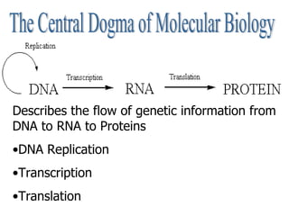 Central Dogma and Protein Synthesis | PPT | Free download