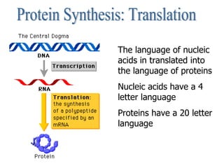 Central Dogma and Protein Synthesis | PPT