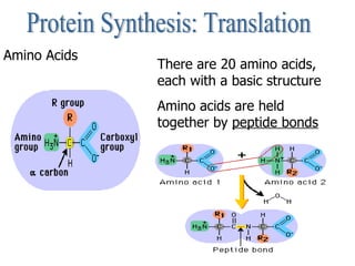 Central Dogma and Protein Synthesis | PPT