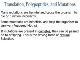 Central Dogma and Protein Synthesis | PPT