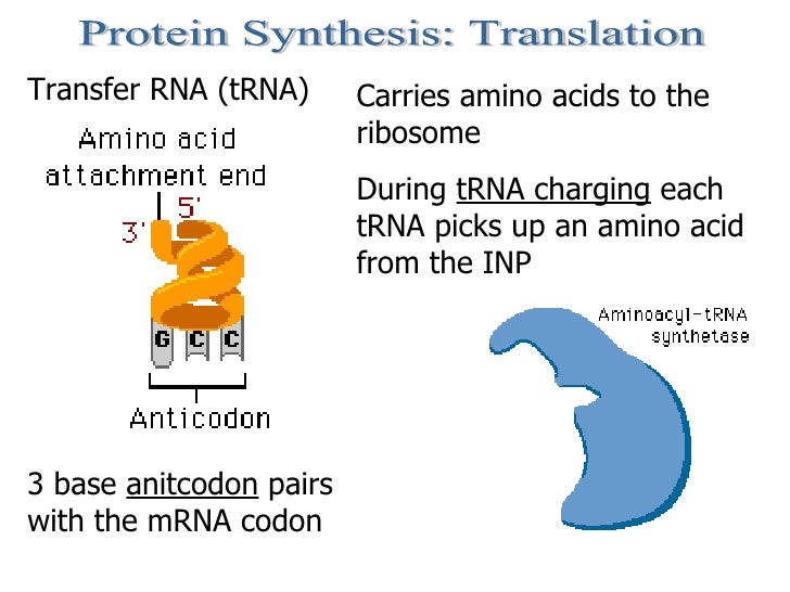 Central Dogma and Protein Synthesis