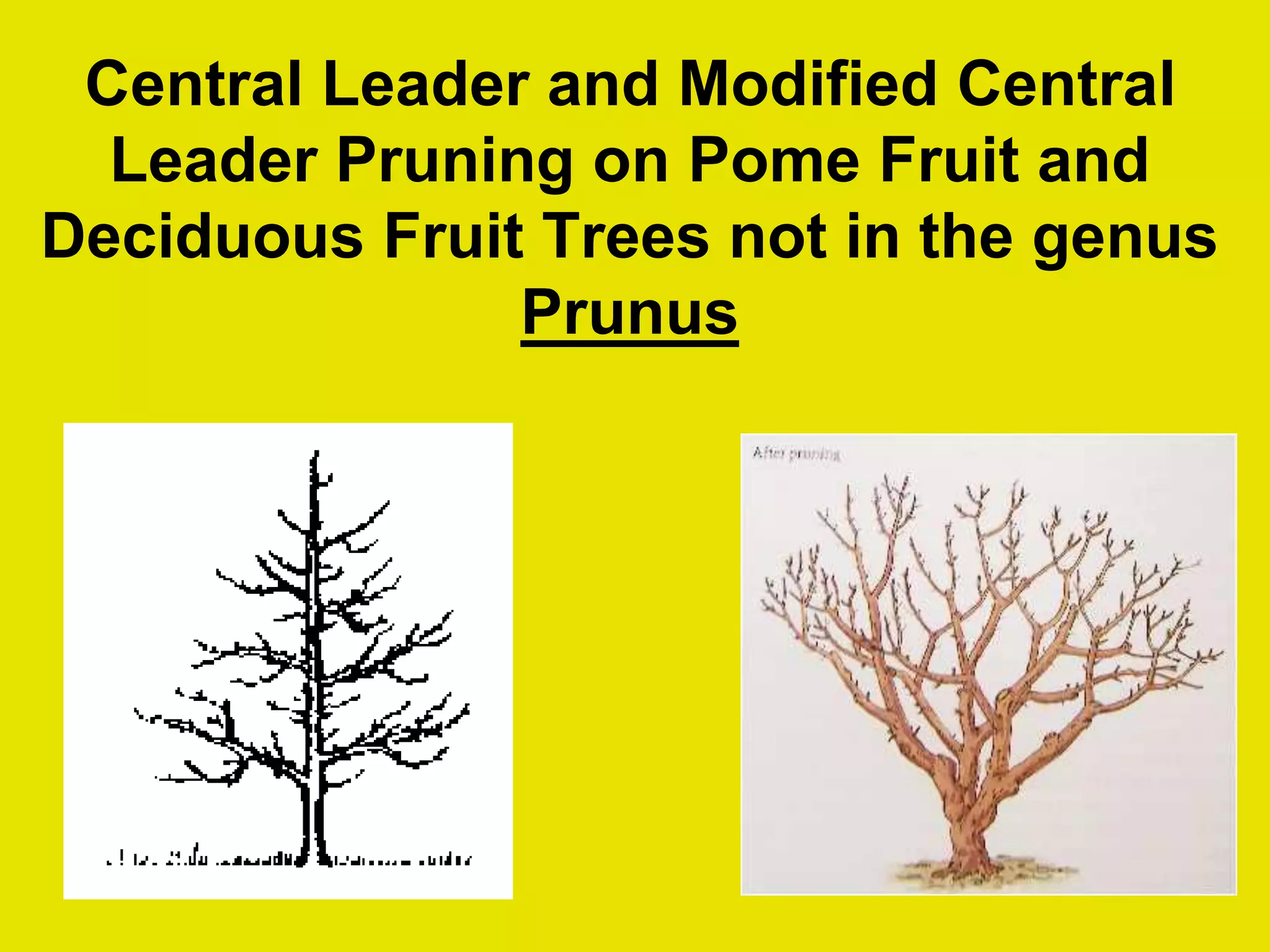 Central leader-modified-central-leader-pruning-presentation | PDF