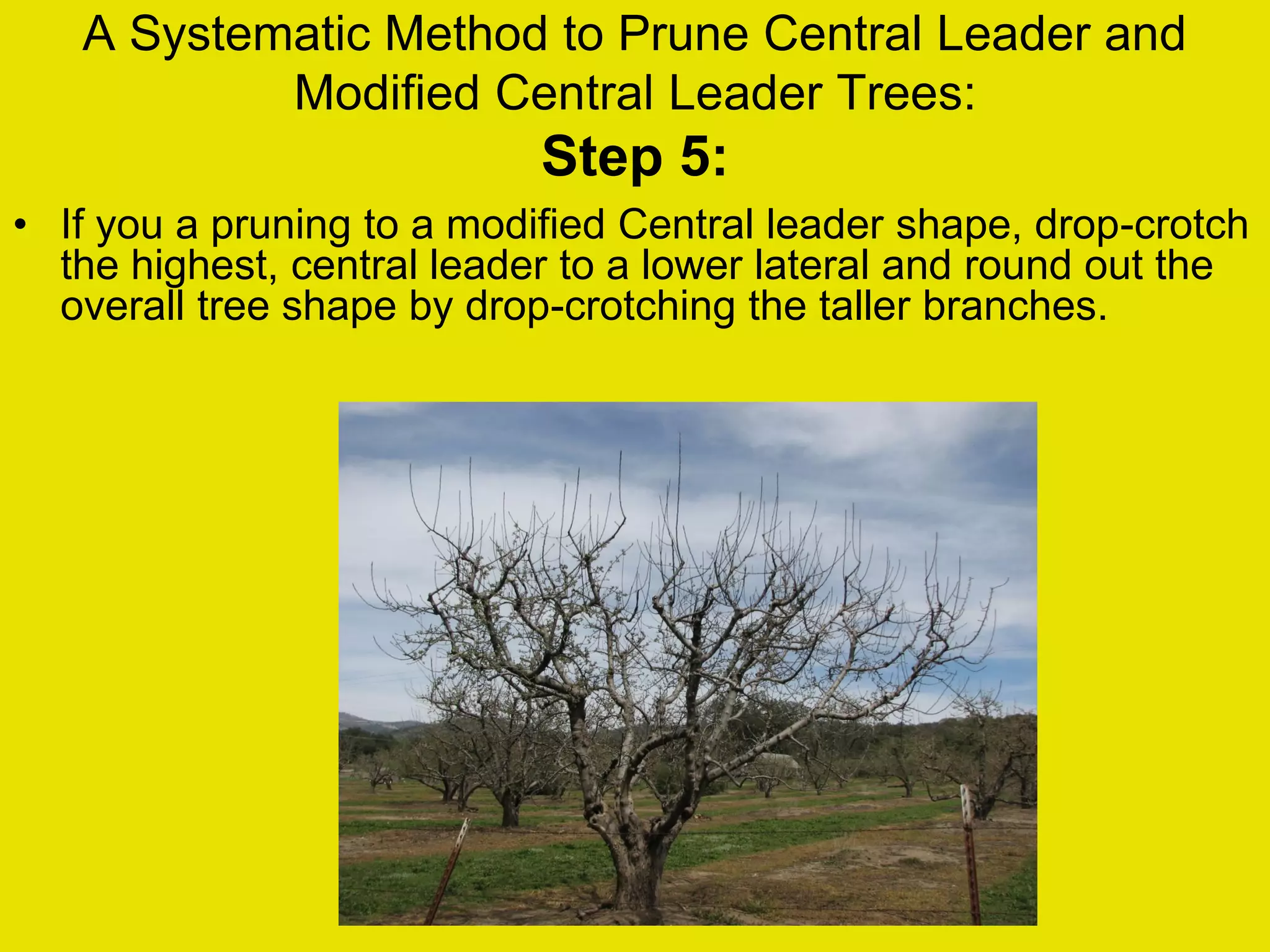 Central leader-modified-central-leader-pruning-presentation | PDF