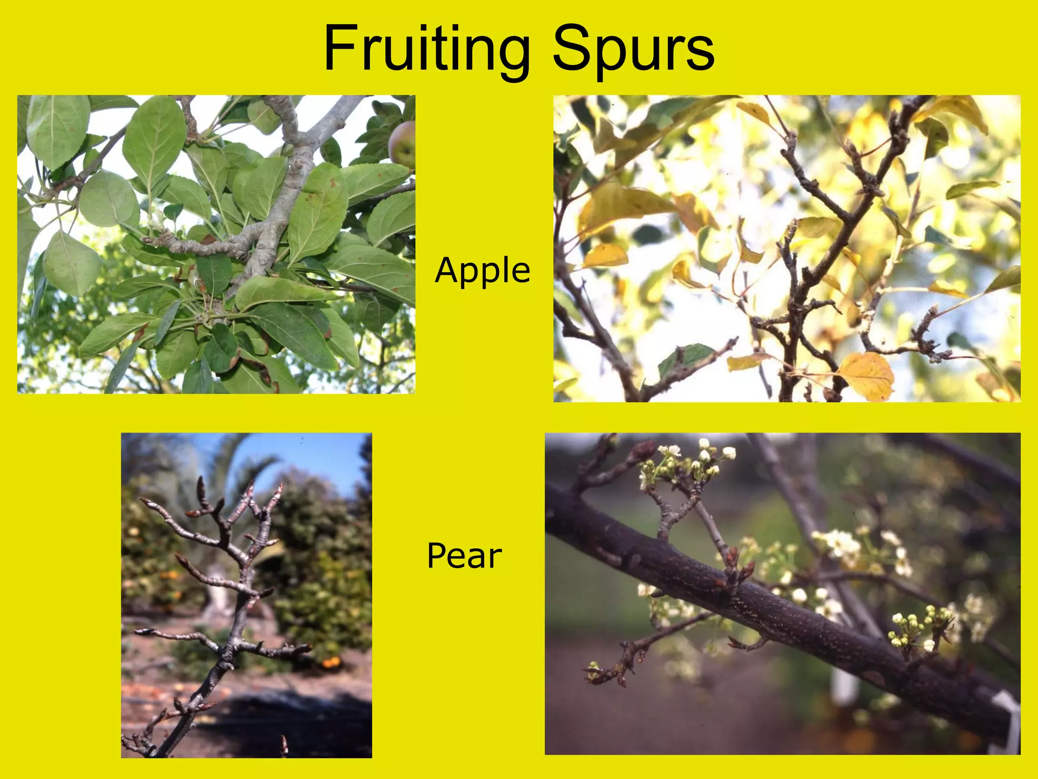 Central leader-modified-central-leader-pruning-presentation | PDF