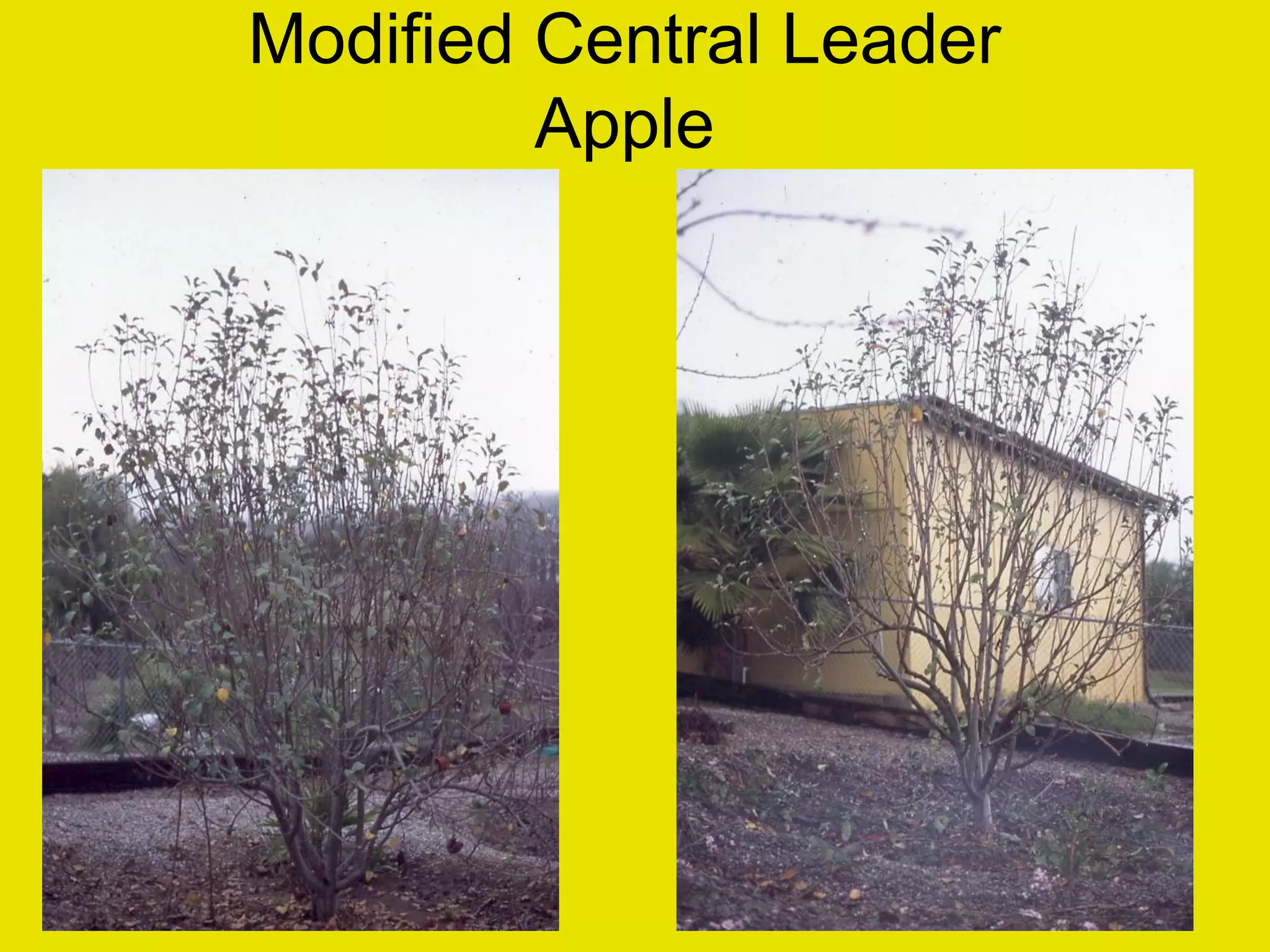 Central leader-modified-central-leader-pruning-presentation | PDF