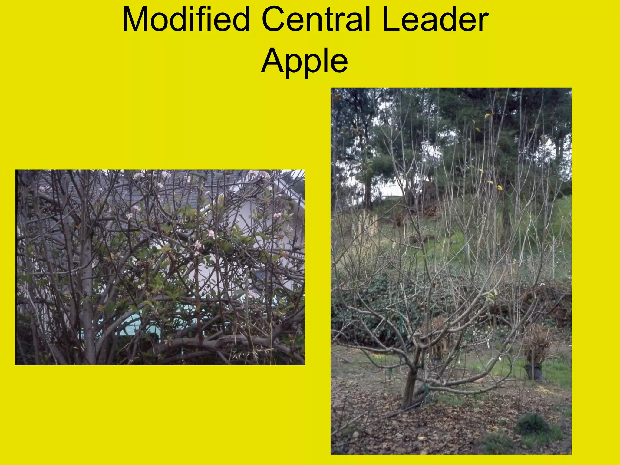 Central leader-modified-central-leader-pruning-presentation | PDF