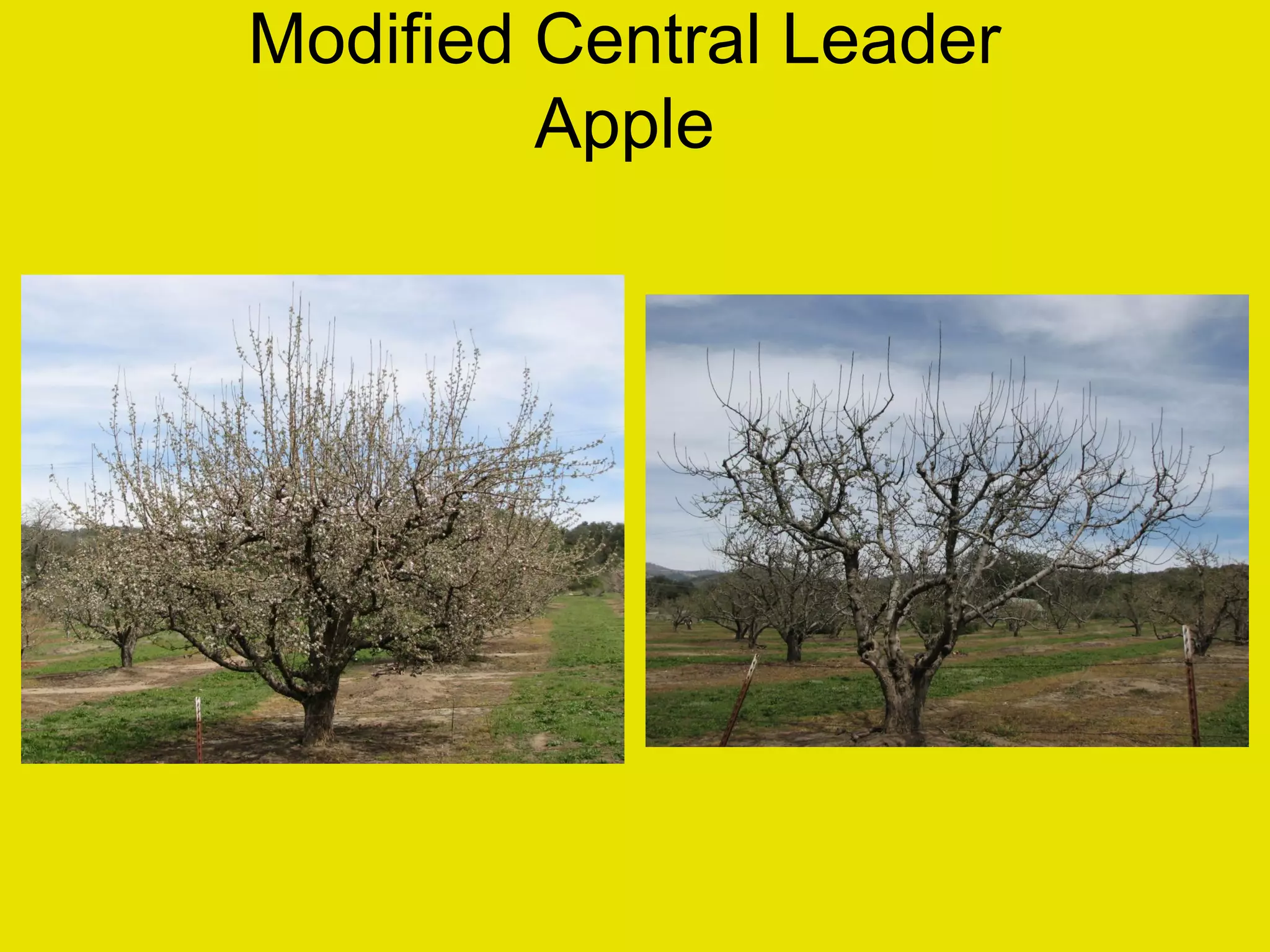 Central leader-modified-central-leader-pruning-presentation | PDF