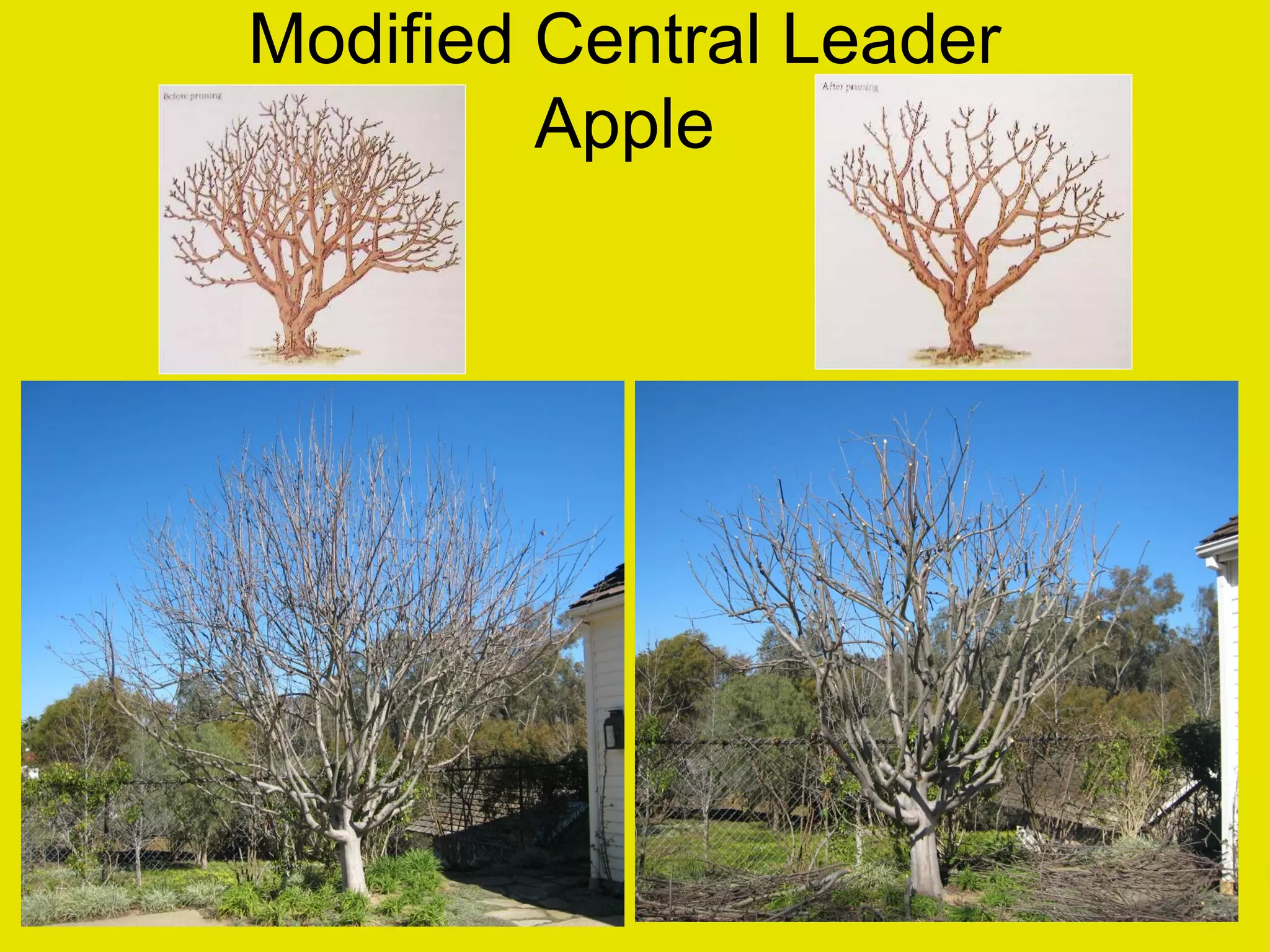 Central leader-modified-central-leader-pruning-presentation | PDF