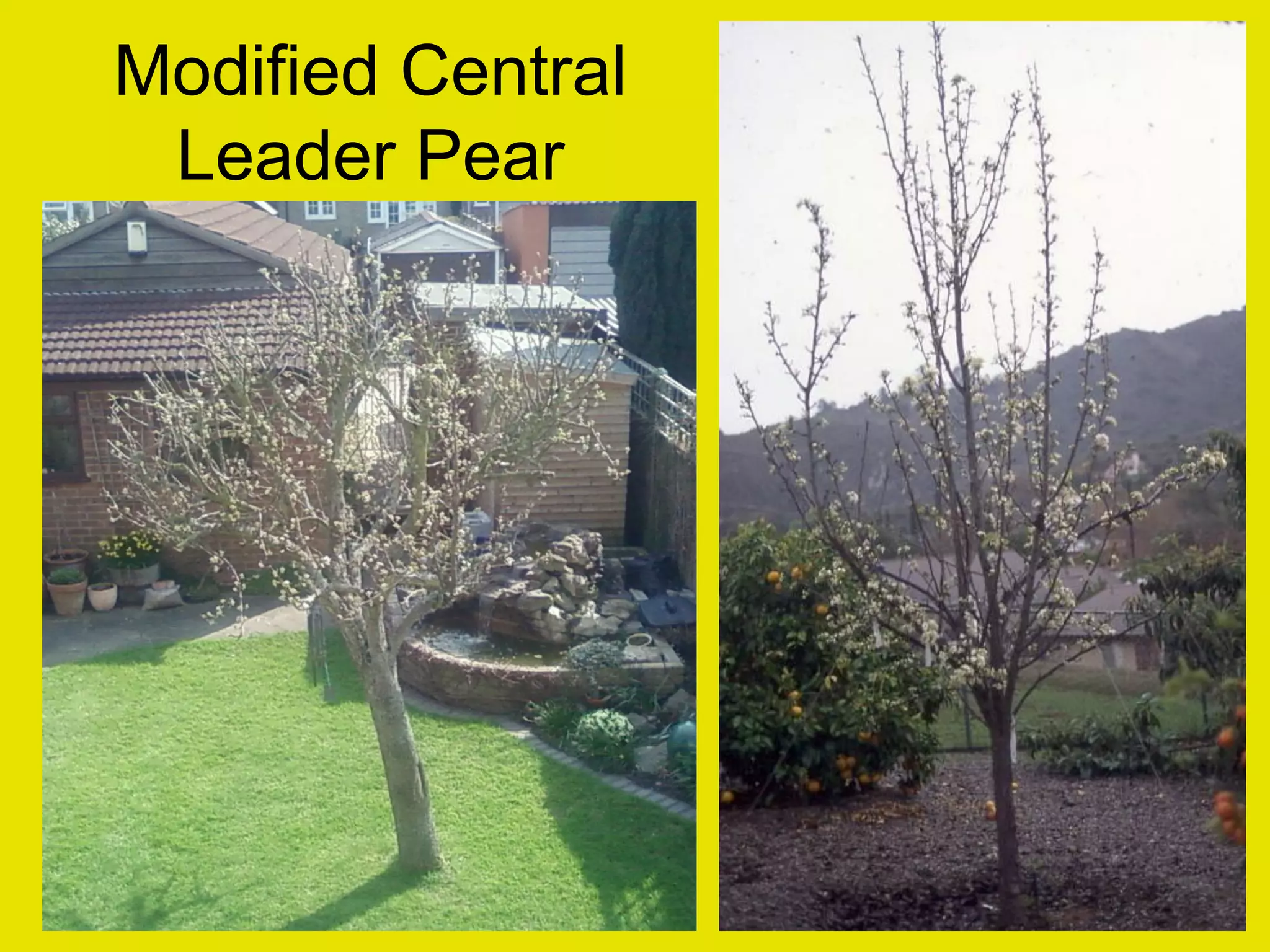 Central leader-modified-central-leader-pruning-presentation | PDF
