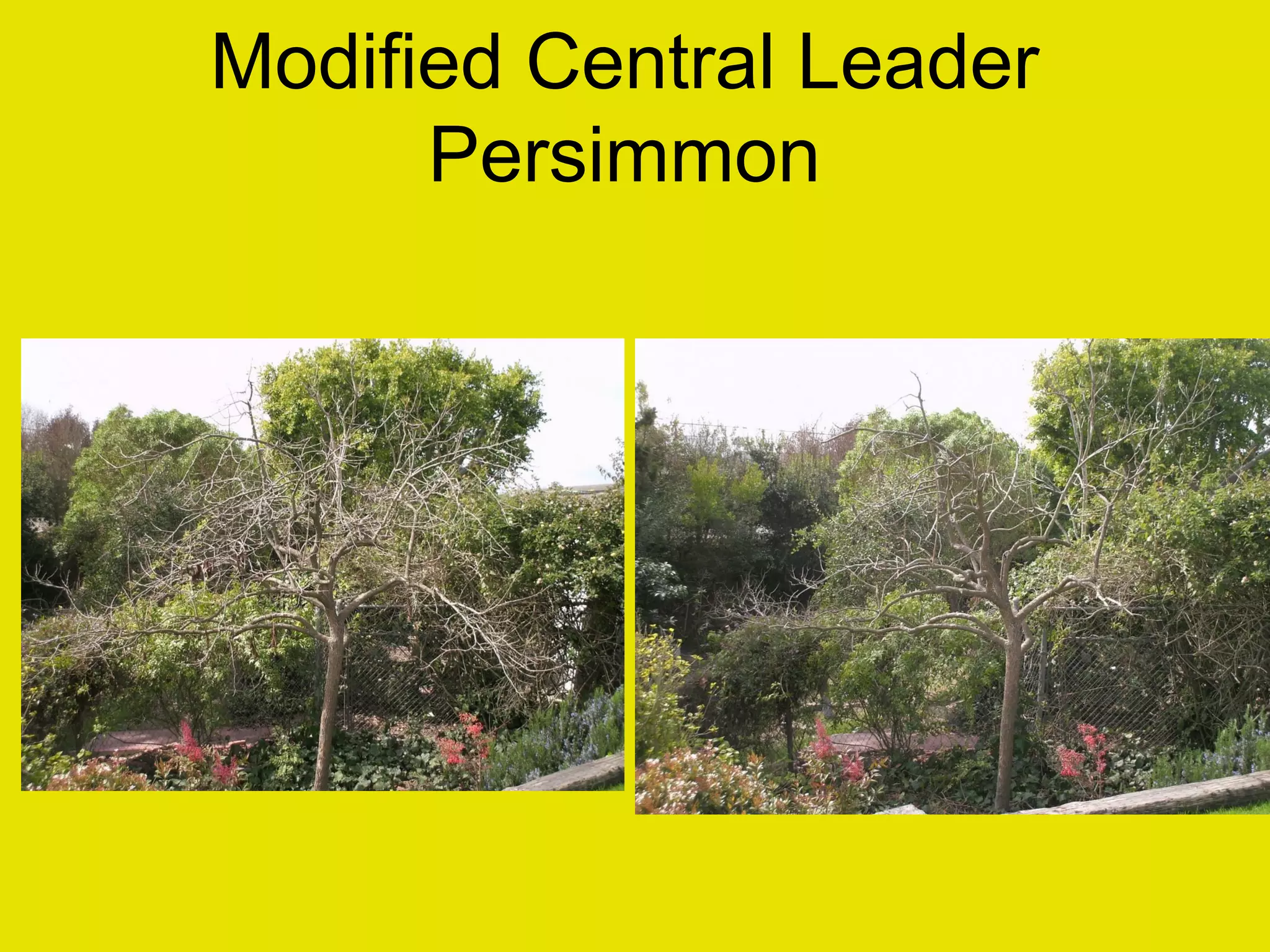 Central leader-modified-central-leader-pruning-presentation | PDF