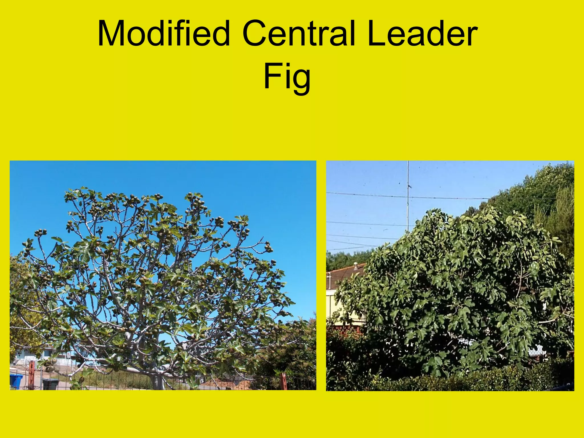 Central leader-modified-central-leader-pruning-presentation | PDF